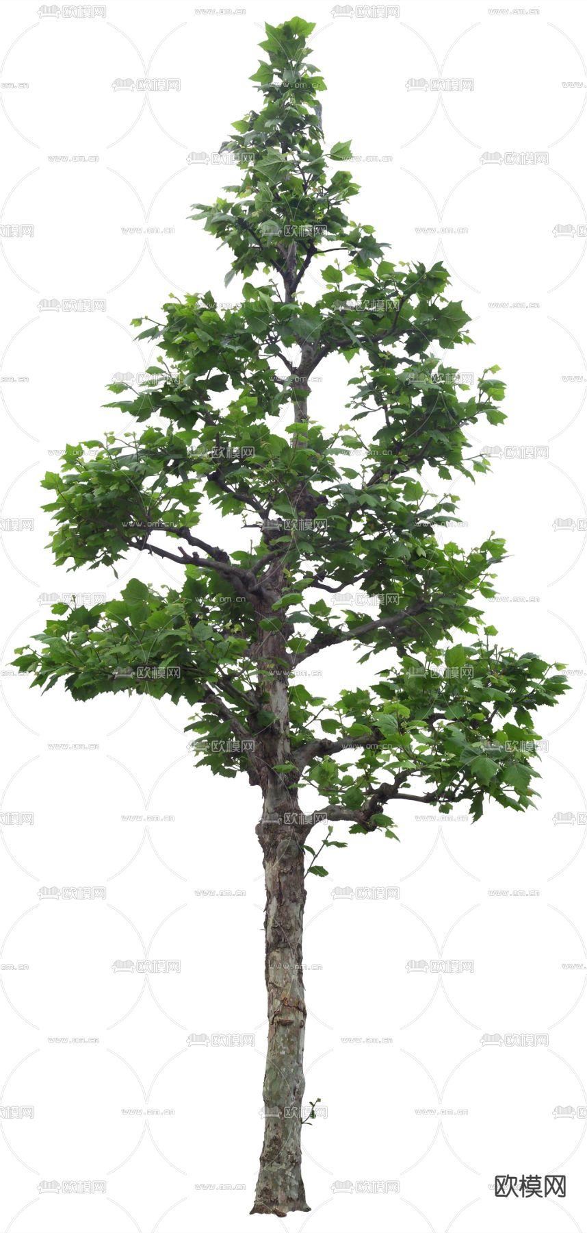 槐树 树木 行道树 绿化树psd下载_ID12129349_3dmax免费模型-欧模网