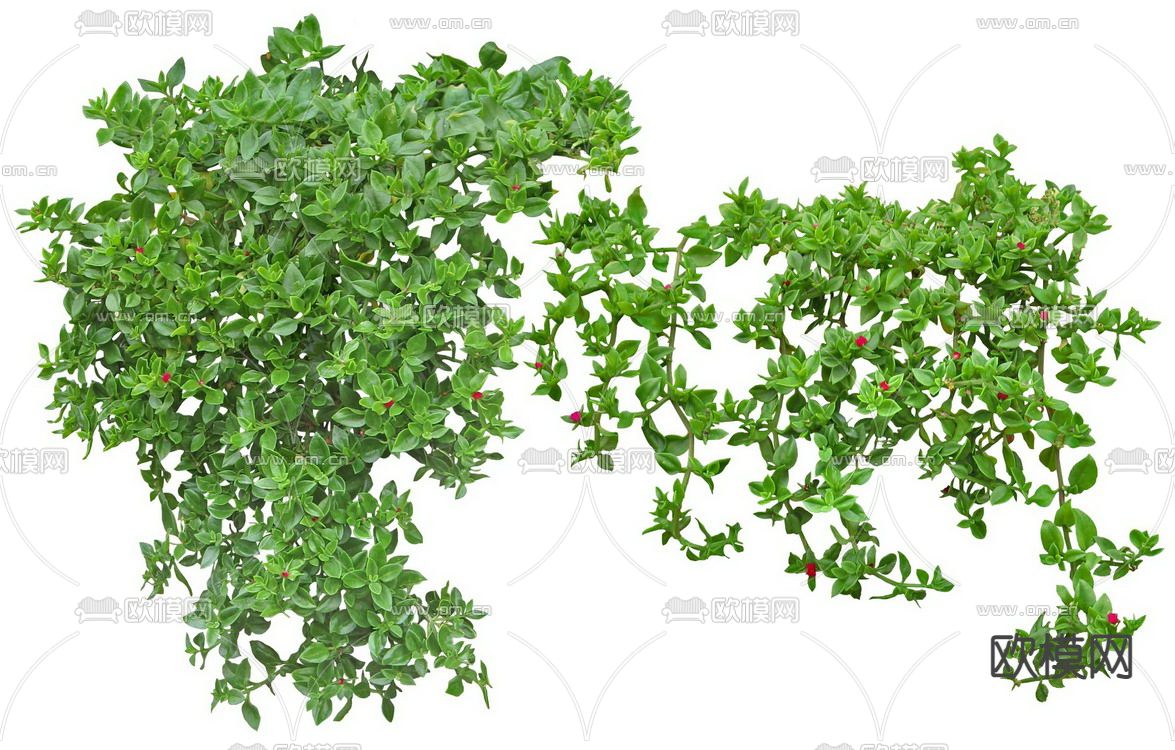 花蔓草绿植植物psd下载_ID12129271_3dmax免费模型-欧模网