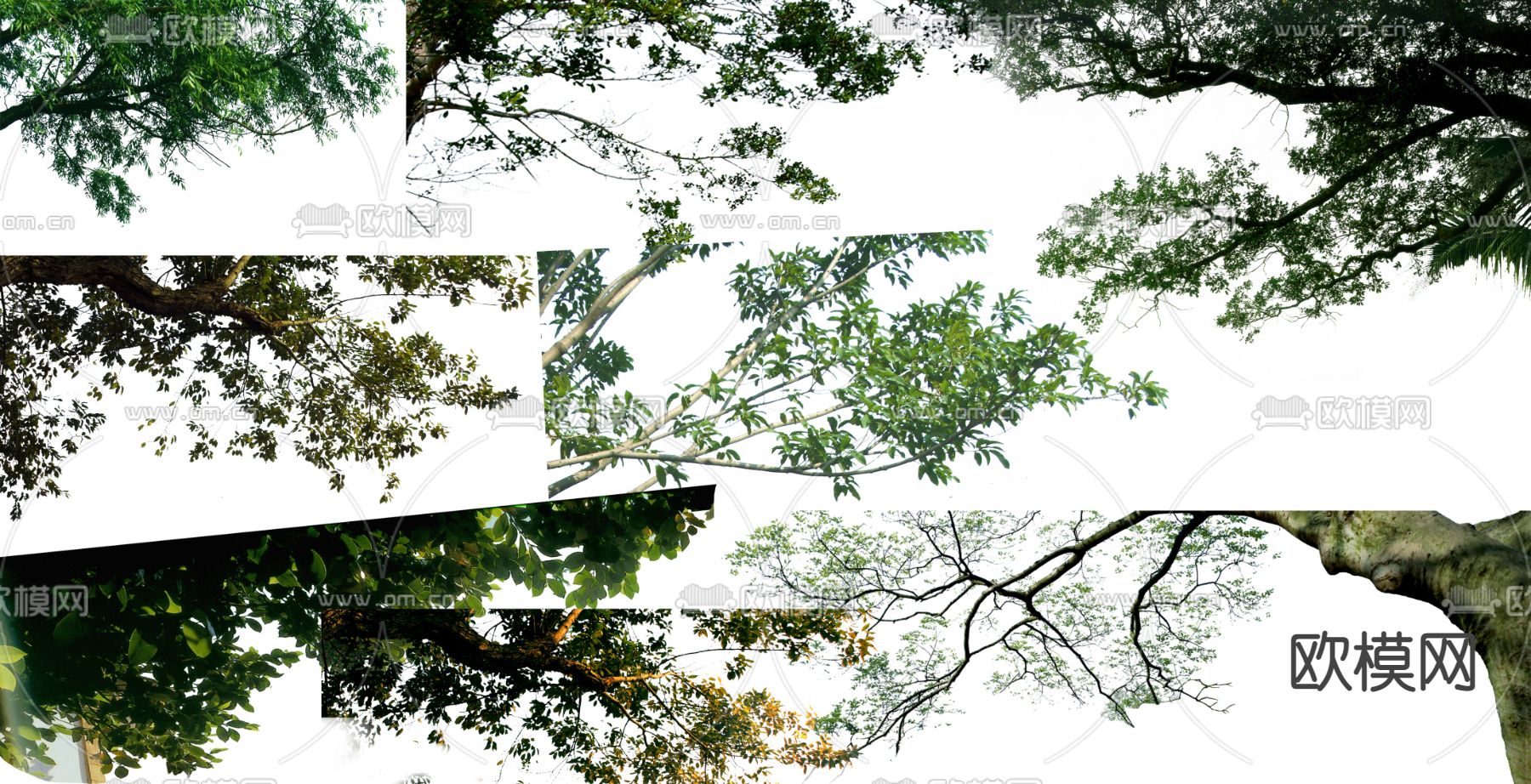 现代挂角树景观树psd下载_ID12147745_3dmax免费模型-欧模网